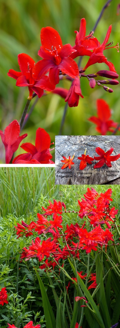 Hoo House Nursery - Crocosmia 'Hellfire'